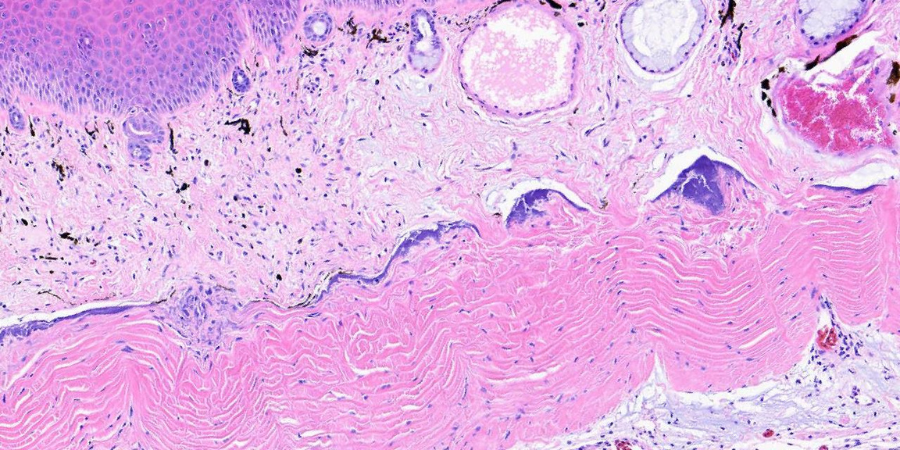 Whole Slide Scanning | Core Histology Services